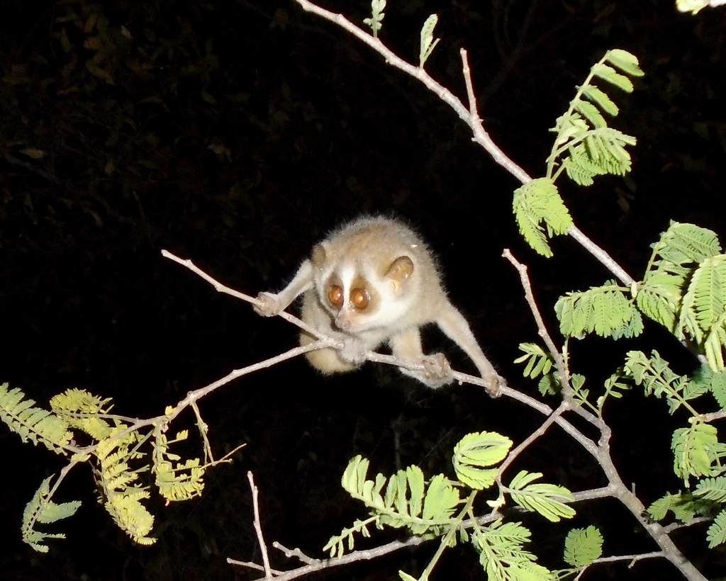 Mysore Slender Loris in February 2022 by Anandakumar Natarajan. This is ...
