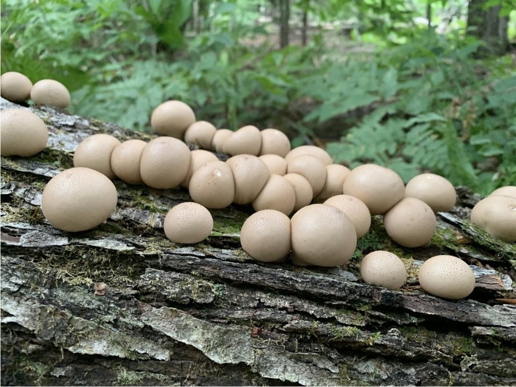 Pear-shaped Puffball from Allan and Virginia McCune Nature Preserve ...