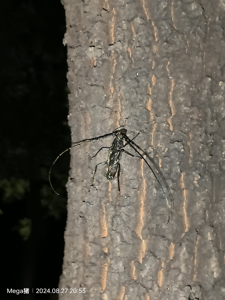 Trirachys orientalis from 江苏省镇江市句容市宝华镇杨柳泉路千华古村 on August 27, 2024 at 08 ...