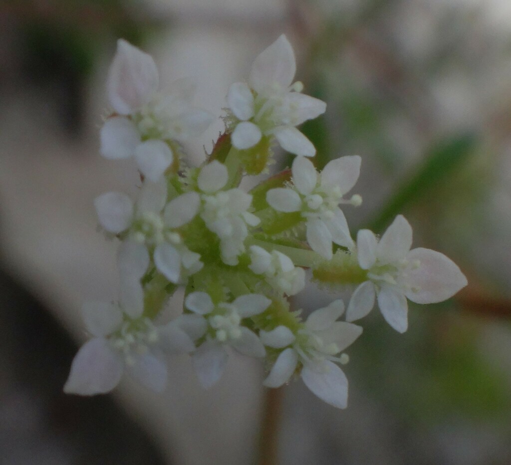 Platysace filiformis from College Grove WA 6230, Australia on October ...