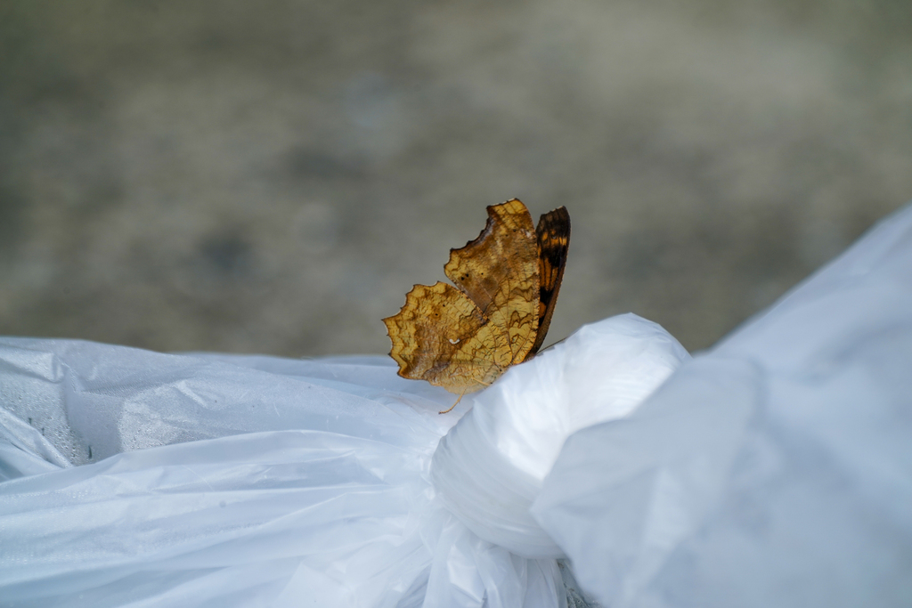 Asian Comma from 連光寺 on September 9, 2024 at 09:49 AM by WATANABE ...
