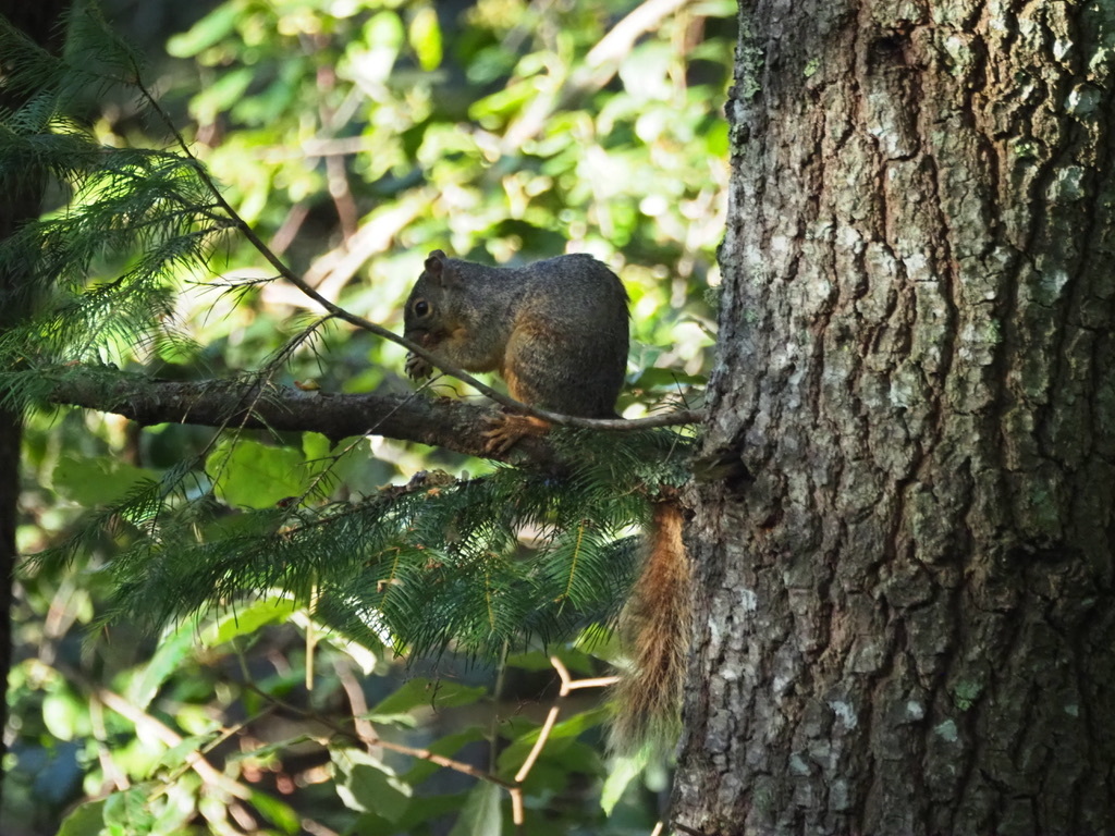 Apache Fox Squirrel from Pueblo Nuevo, Durango, Mexico on August 5 ...