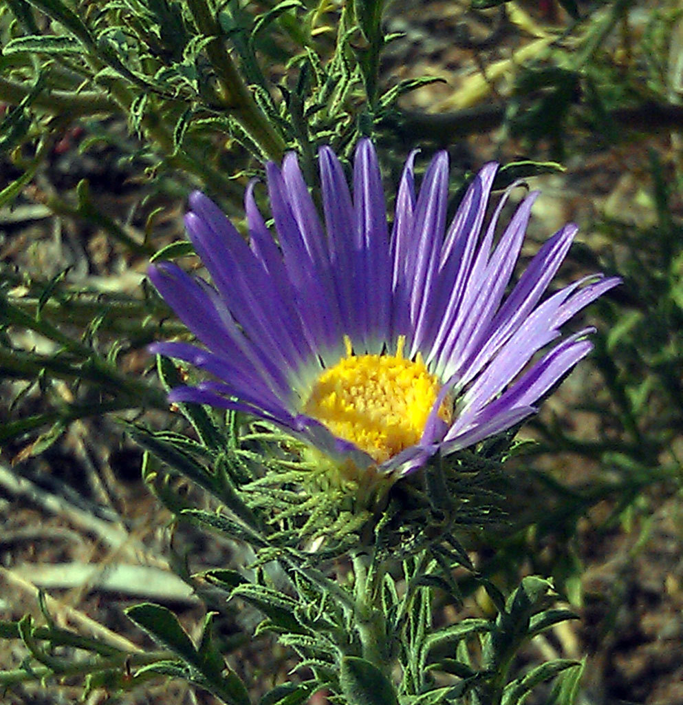 Tahoka Daisy (Vascular Plants of Capulin Volcano National Monument ...