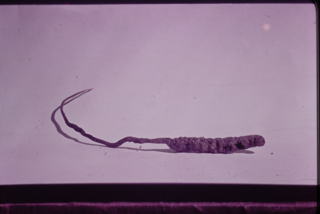 Vegetable caterpillar from Upper Hutt, NZ-WG, NZ on March 1, 1966 by ...