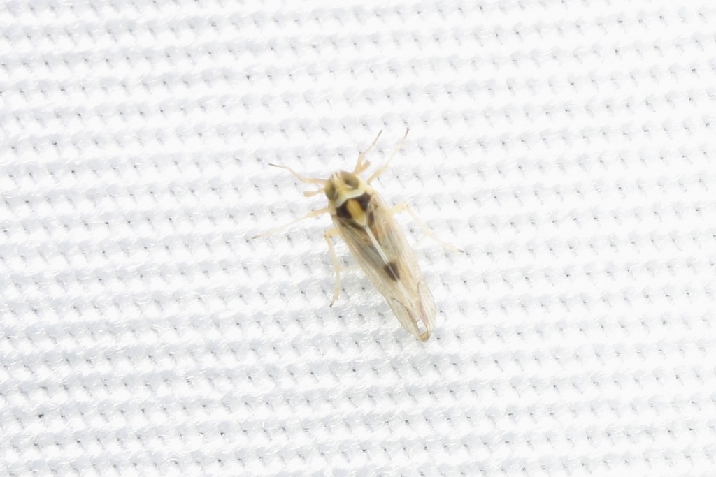 White-backed Planthopper in September 2024 by 桃子 · iNaturalist