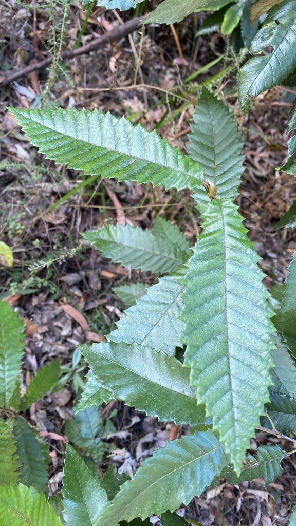 Callicoma from Ewingar State Forest, Rocky River, NSW, AU on September ...