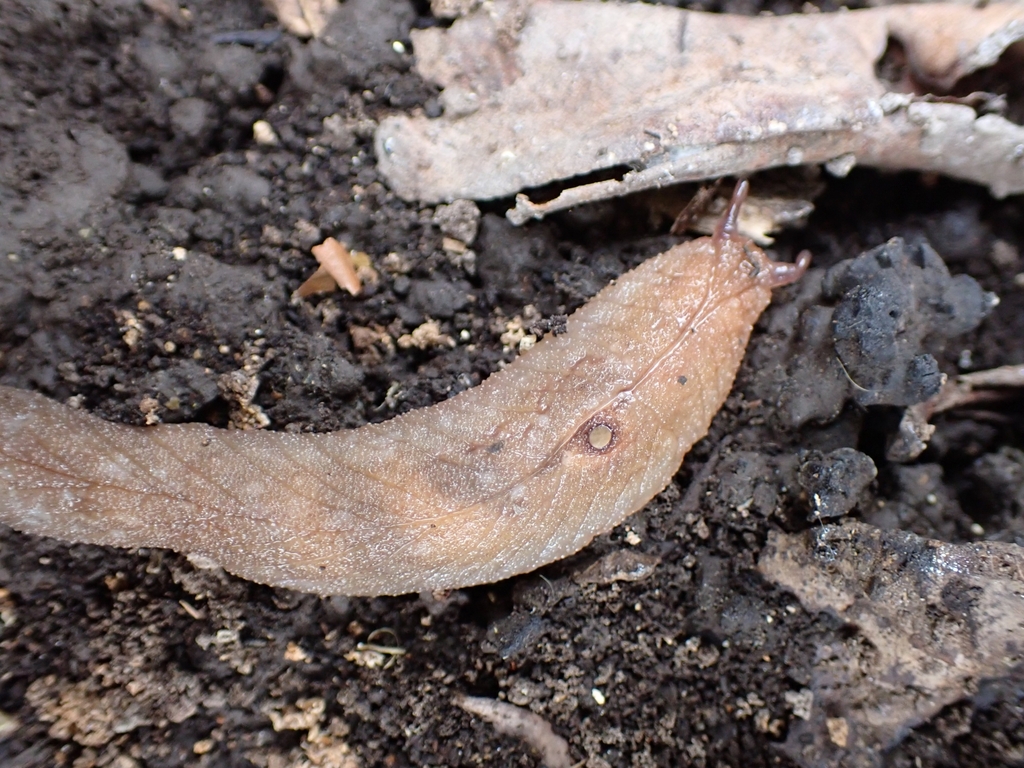 Leaf-veined Slugs from Ilam, Christchurch, New Zealand on January 3 ...