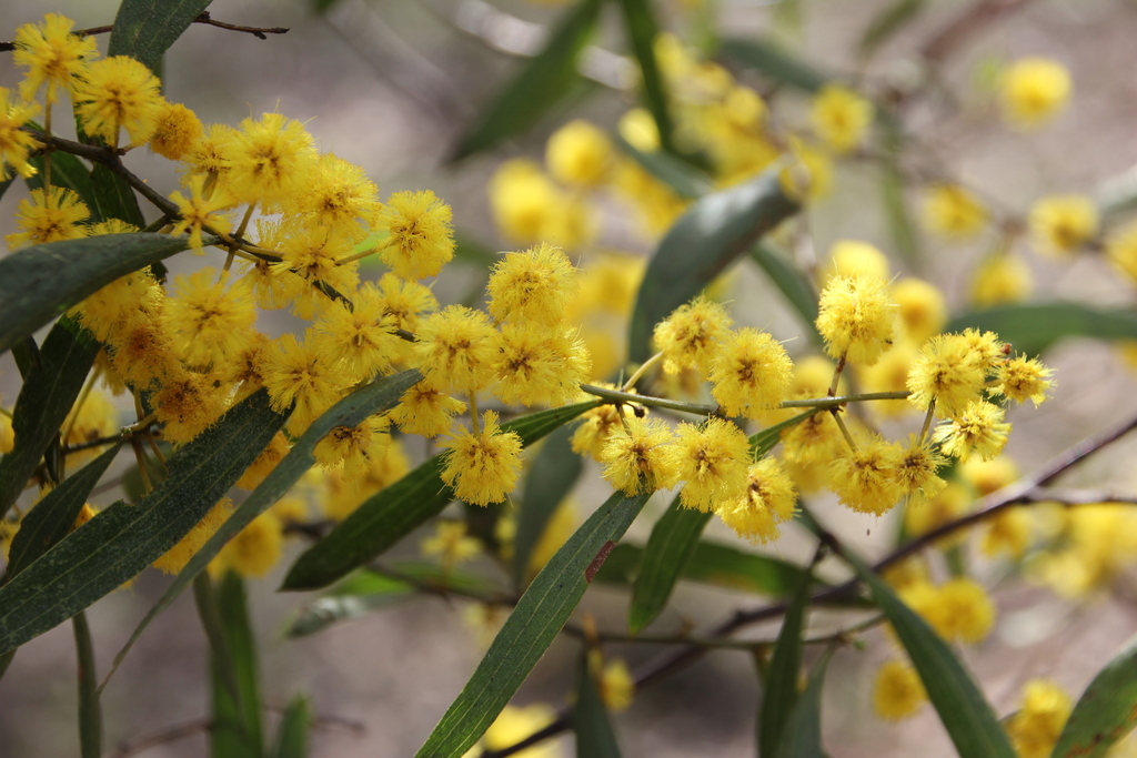 Varnish Wattle from Chiltern VIC 3683, Australia on September 6, 2024 ...