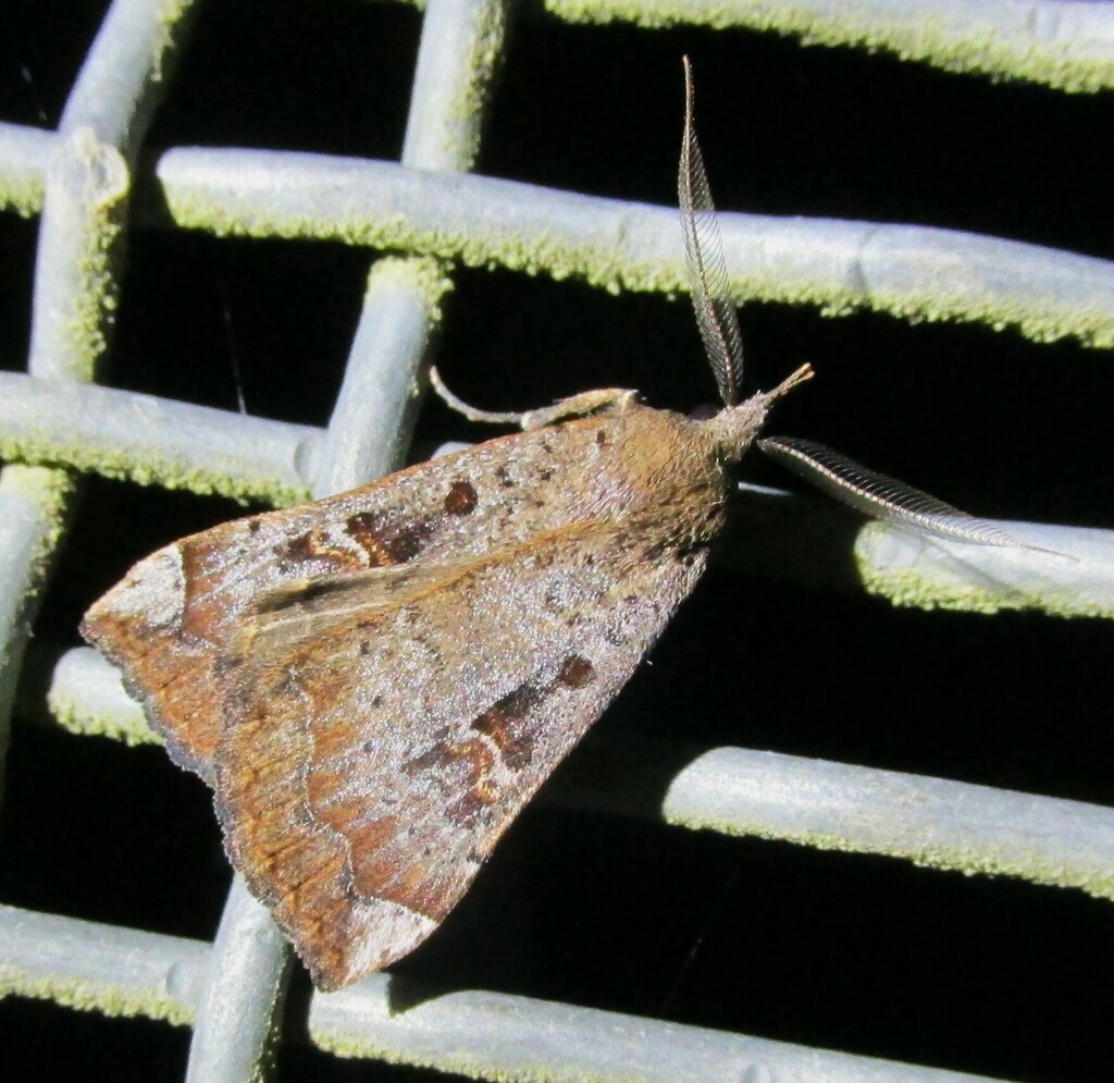 Slender owlet moth from Highbury, Wellington 6012, New Zealand on ...