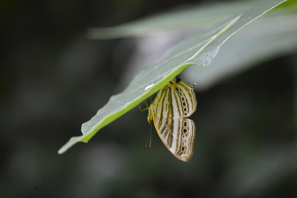 Cyrestis strigata from XV42+55V, Balumpewa, Dolo Barat, Sigi Regency ...