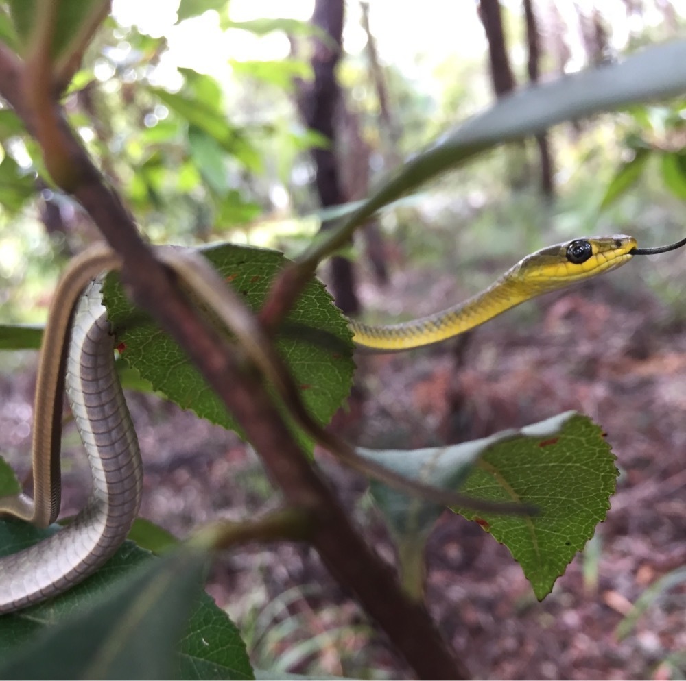 Common Tree Snake from Ku-ring-gai, AU-NS, AU on June 24, 2019 at 11:52 ...