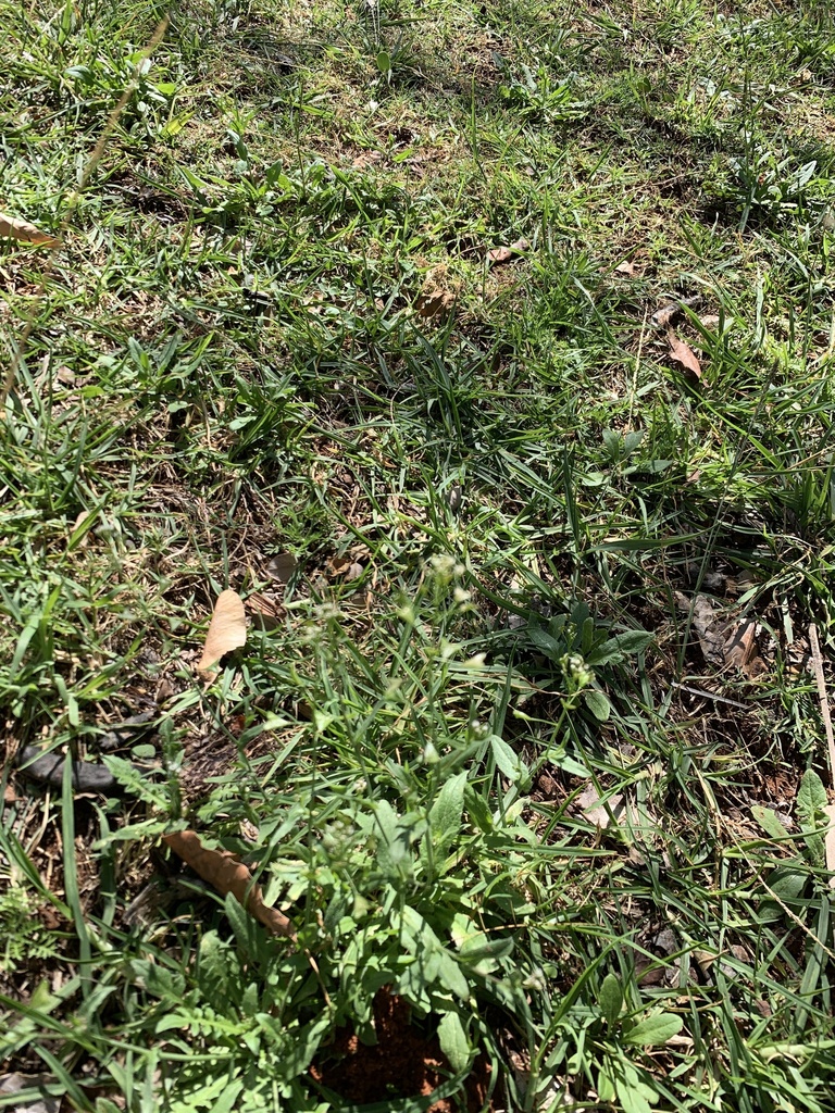 shepherd's-purse from Army Support Base Kimberley, Kimberley, NC, ZA on ...