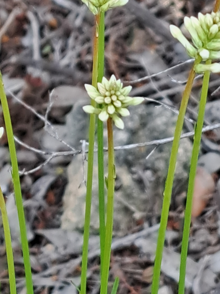 Stackhousia from Lower Eyre Peninsula, AU-SA, AU on September 9, 2024 ...