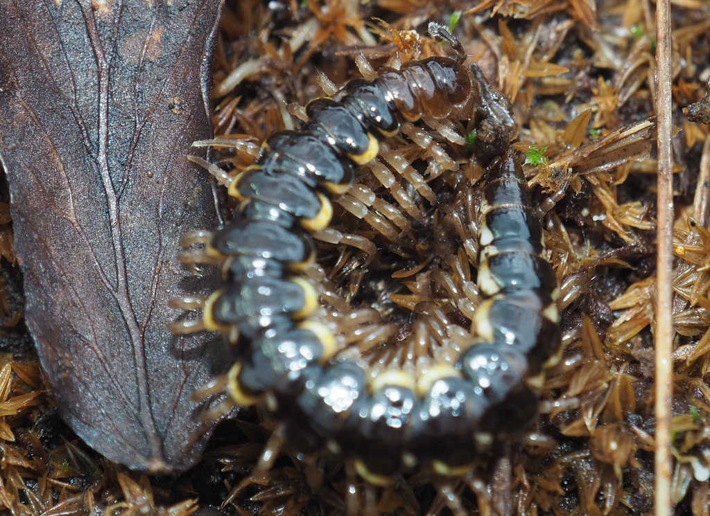 Icosidesmus from Oropi 3173, New Zealand on September 8, 2024 at 10:48 ...