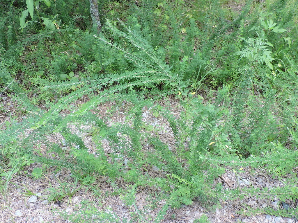 Chinese bushclover (Invasive Plants of Maryland) · iNaturalist