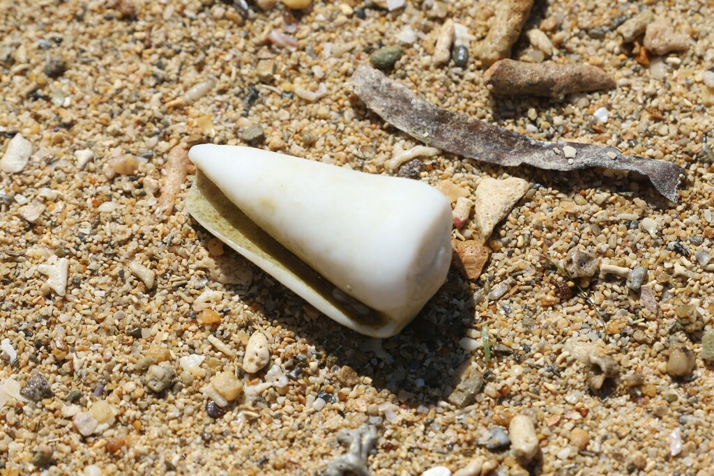 Conus from Onna, Kunigami District, Okinawa 904-0411, Japan on ...