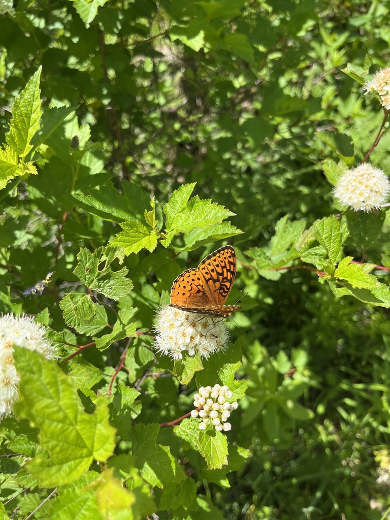 Atlantis Fritillary from Locomotive Ln, Thomas, WV, US on June 7, 2024 ...