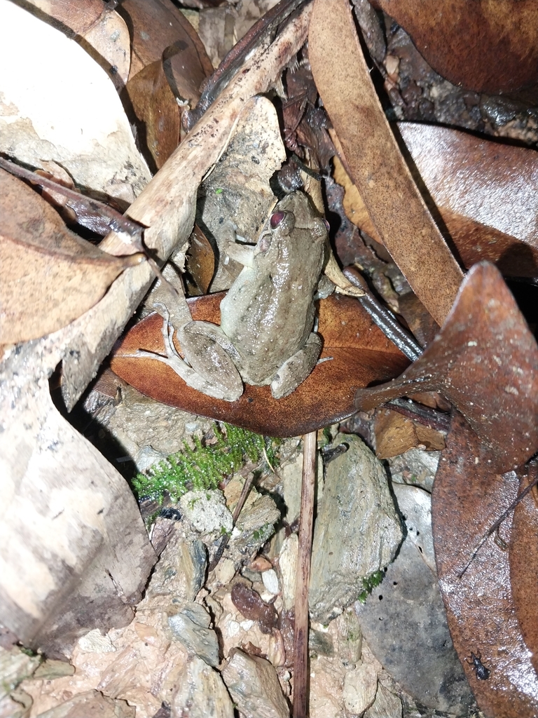 Smooth-skinned Ditch Frog from Tunapuna/Piarco Regional Corporation ...