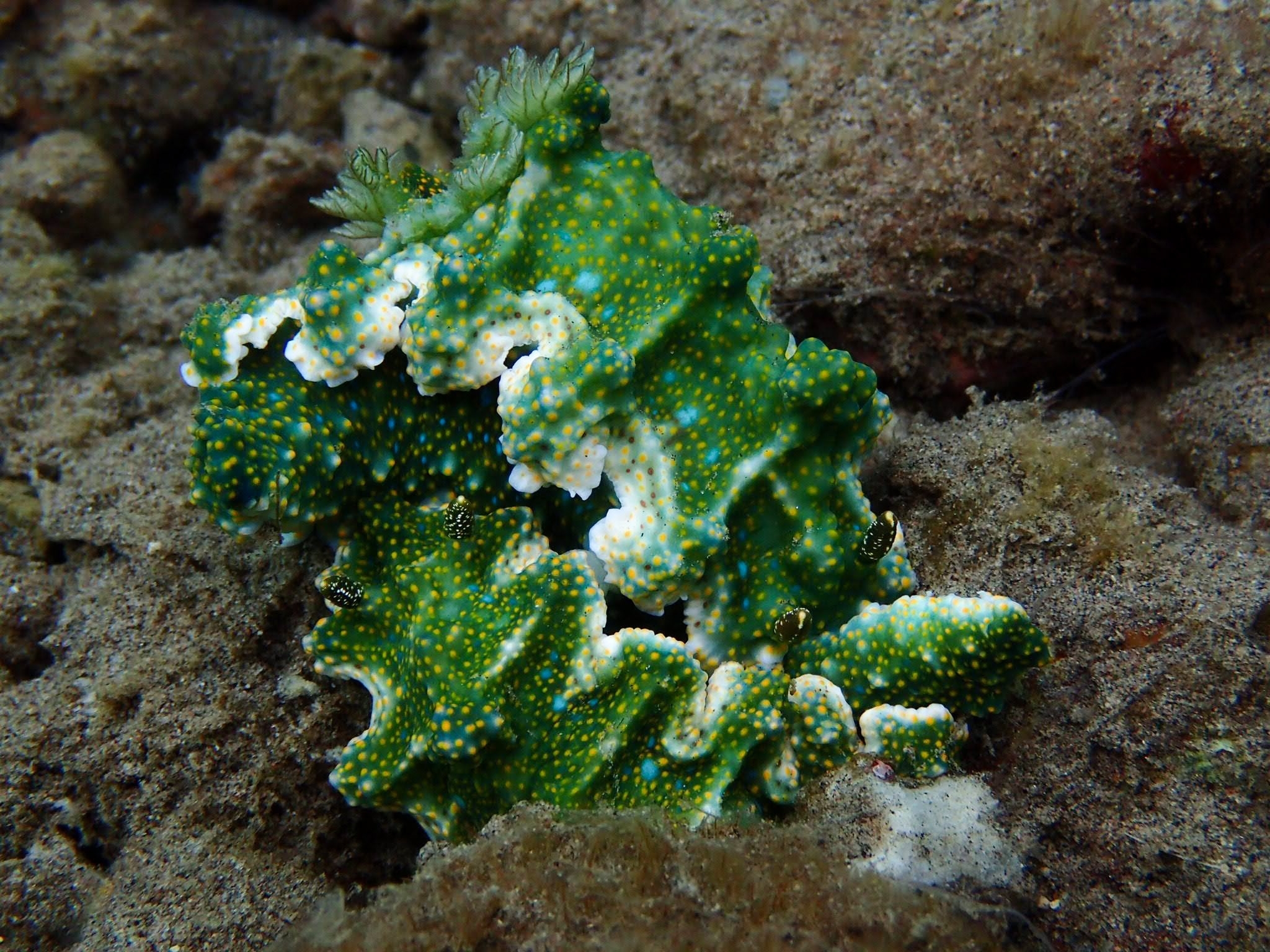 Miamira sinuata (van Hasselt, 1824)