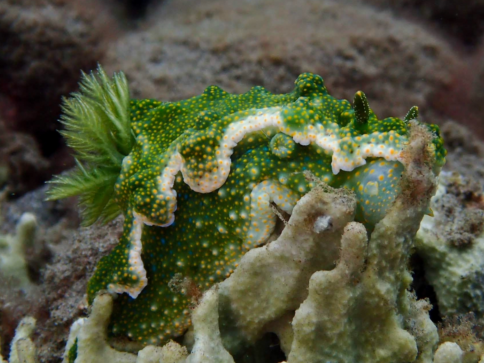 Miamira sinuata (van Hasselt, 1824)