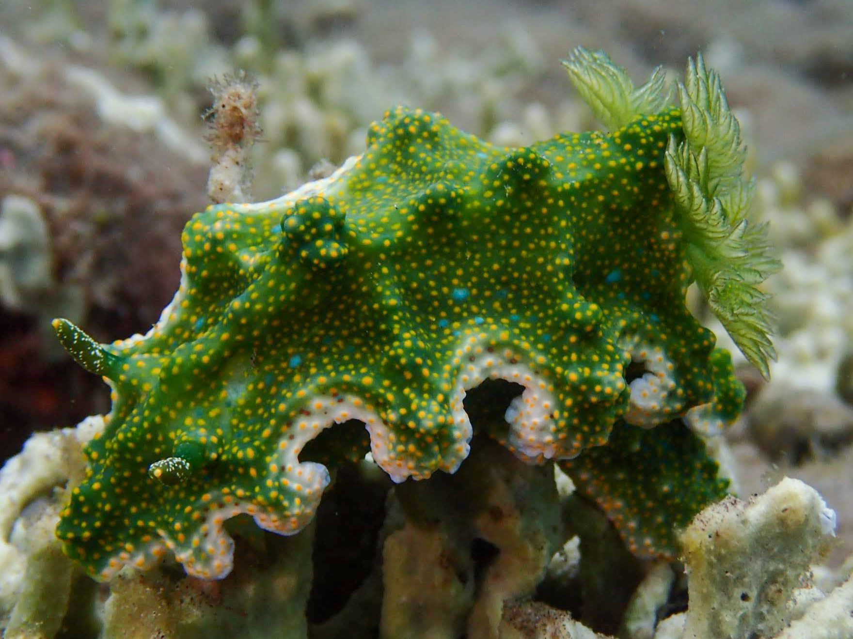 Miamira sinuata (van Hasselt, 1824)