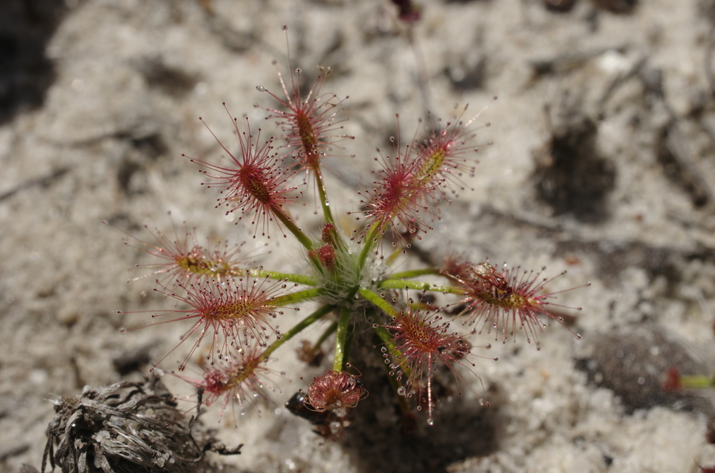 Drosera barbigera in September 2014 by Russ Chambers · iNaturalist