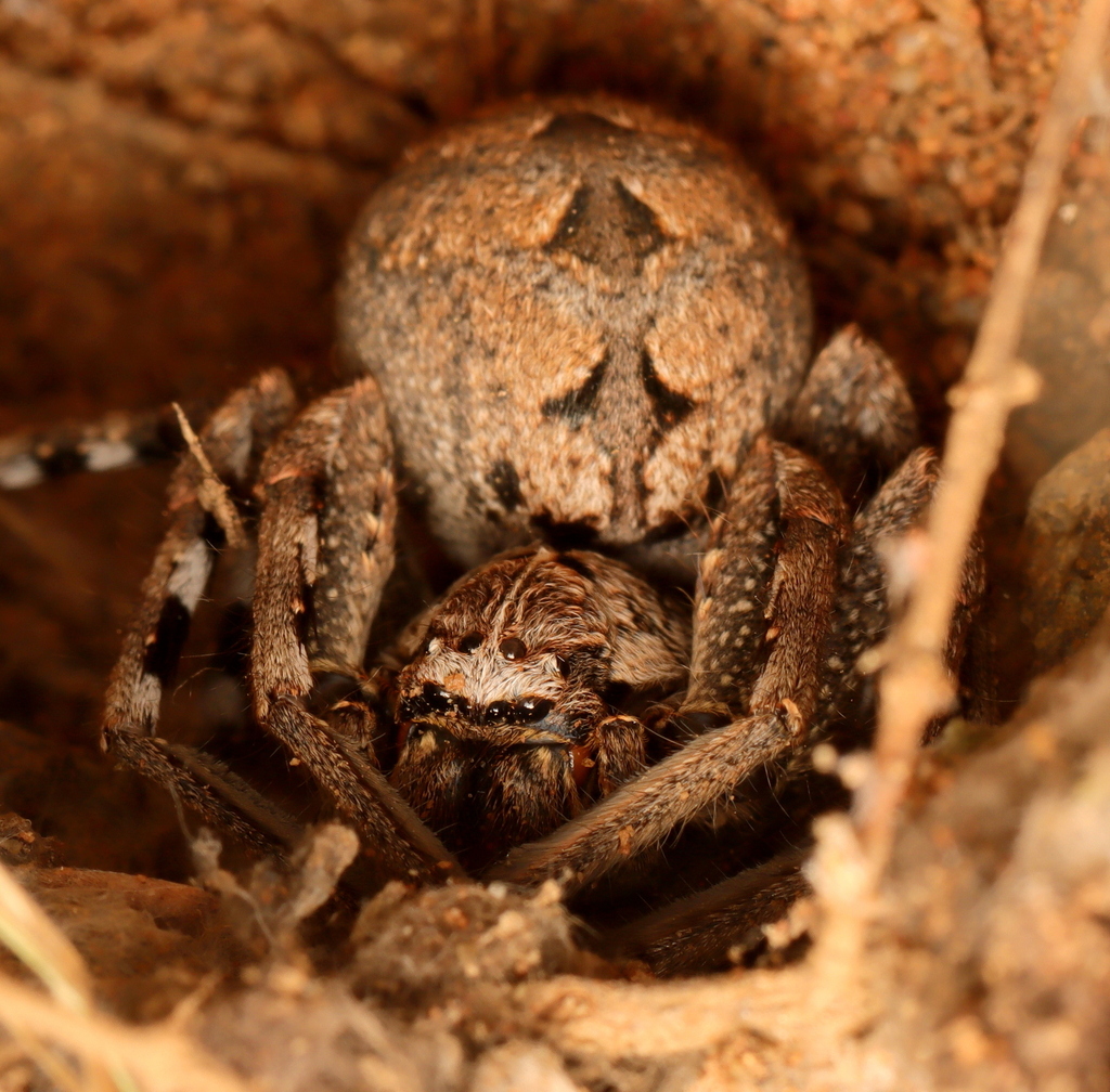 Arid rain spider from Namakwa District Municipality, South Africa on ...