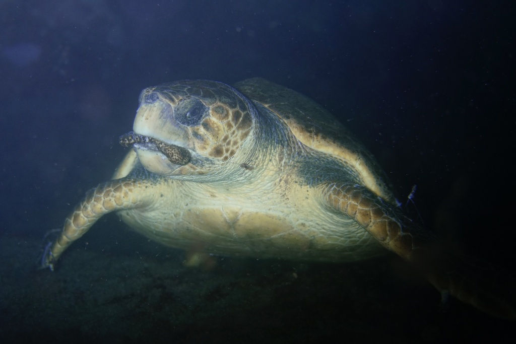 Loggerhead Sea Turtle in September 2024 by Michael Bommerer. As I ...