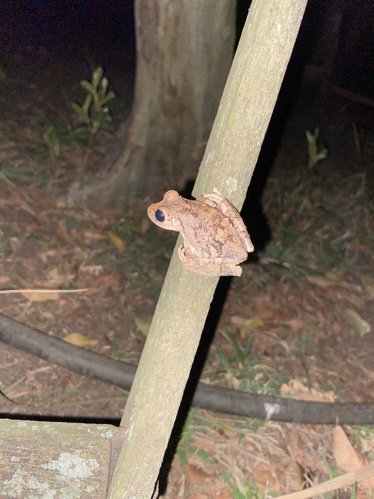 Usina Tree Frog from Rio Claro, SP, BR on August 31, 2024 at 10:40 PM ...