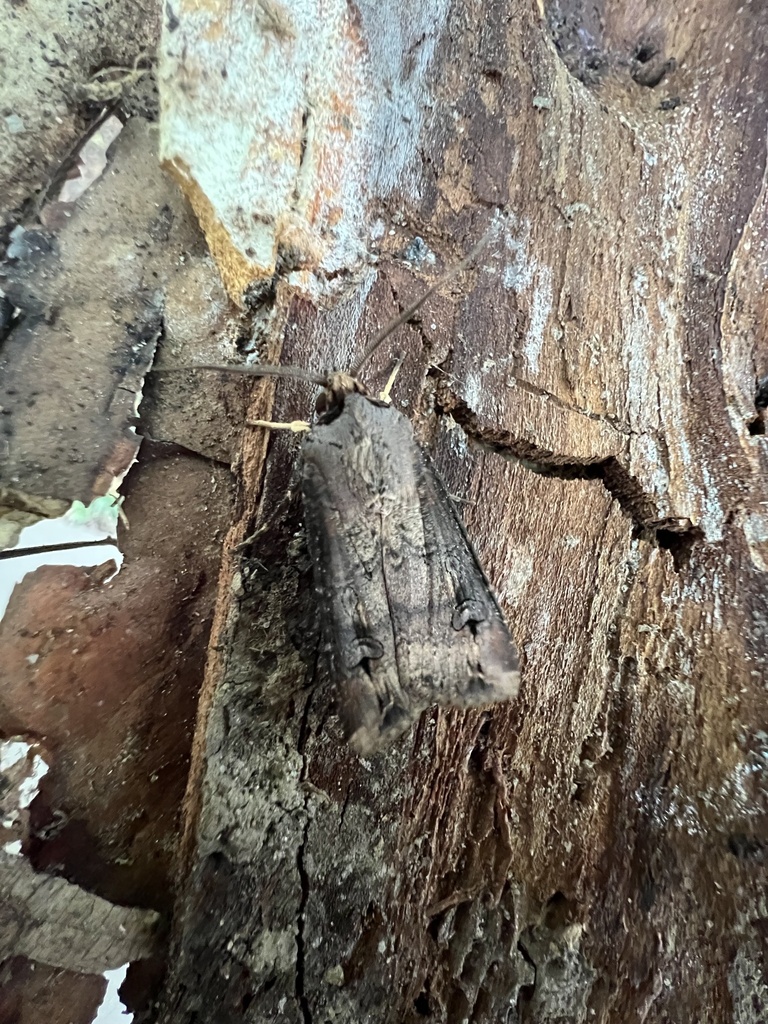 Ipsilon Dart Moth from Horticulture Park, West Lafayette, IN, US on ...