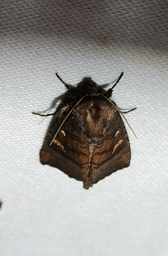 Buffalo Moth from Caroline County, MD, USA on September 6, 2024 at 09: ...