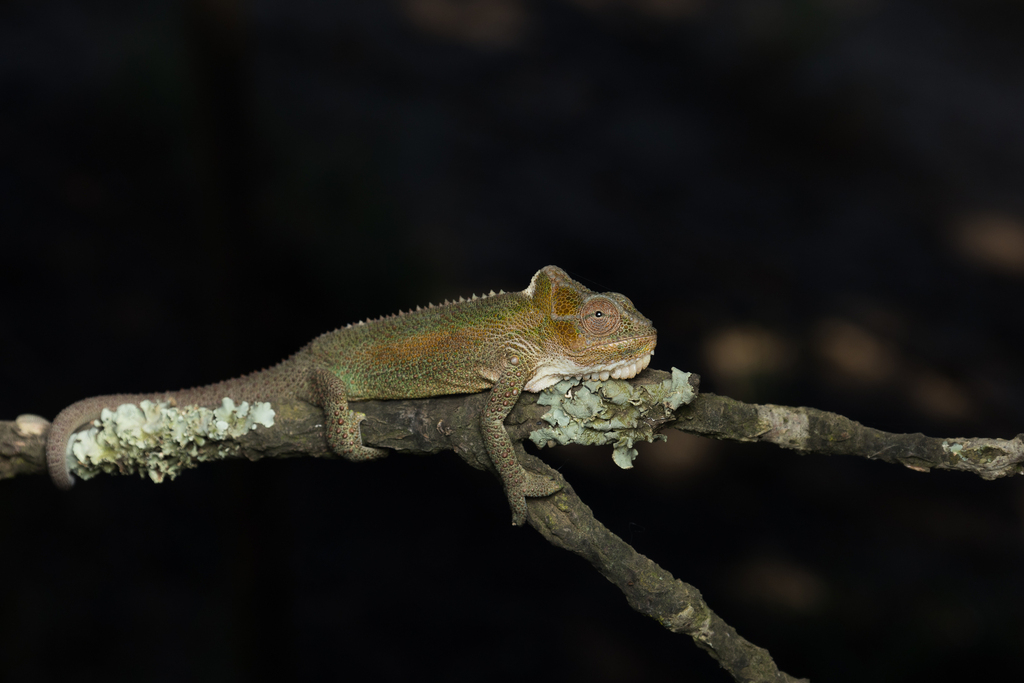 Natal Midland Dwarf Chamaeleon in March 2024 by Decklan · iNaturalist