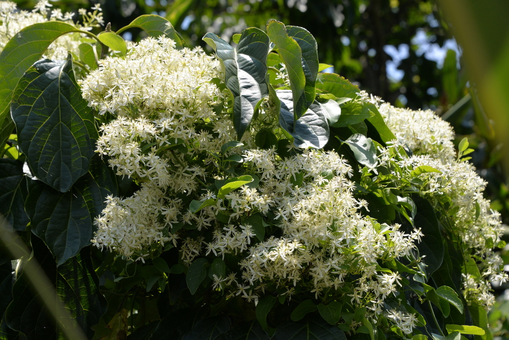 Chinese clematis (Clematis chinensis) - Botanical Realm