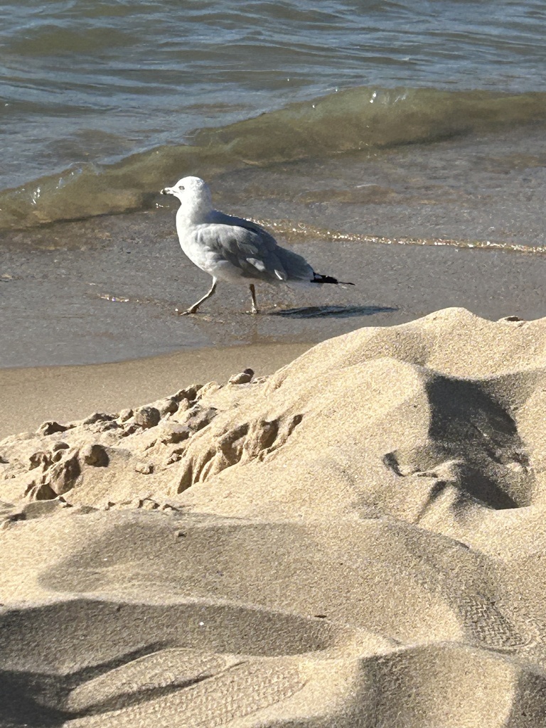 Ring-billed Gull from Lake Michigan, Saint Joseph, MI, US on August 31 ...