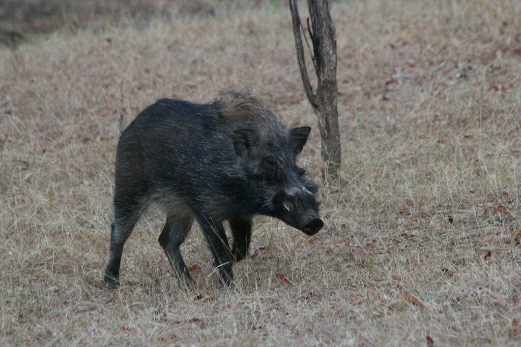 Javan Warty Pig in September 2024 by gerraldkevin · iNaturalist