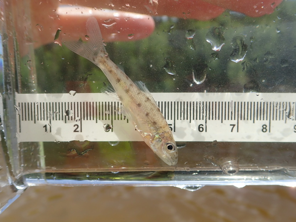 Trout-perch (SD Fish Passage Guide ) · iNaturalist