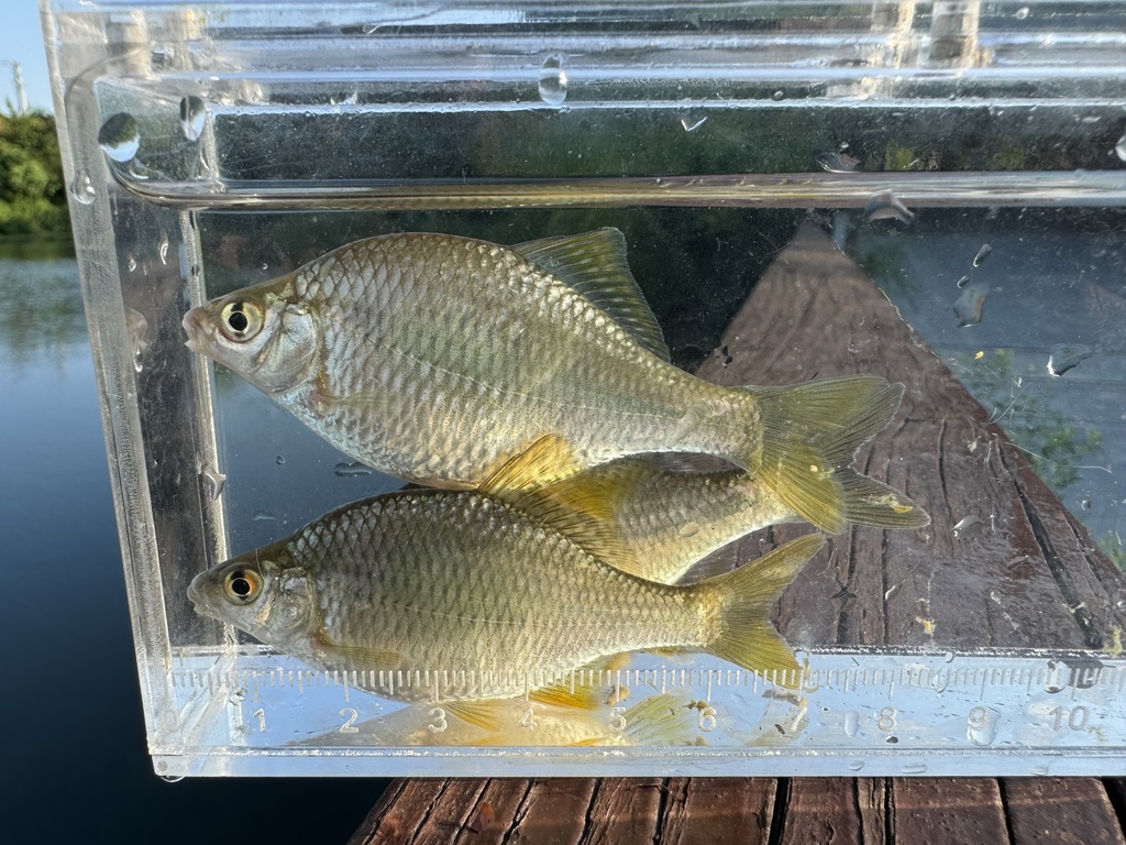 Giant Chinese Bitterling from 七里山塘景区, 苏州市, 江苏省, CN on August 24, 2024 ...