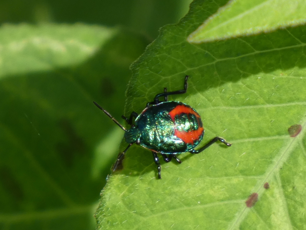 Stink Bugs, Shield Bugs, and Allies from San Miguel de Allende ...