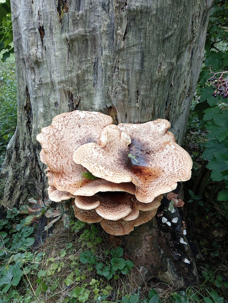 Dryad's Saddle from Harry Fairhurst Building, Heslington, York YO10 5DD ...