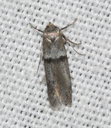 Blastobasis magna · iNaturalist