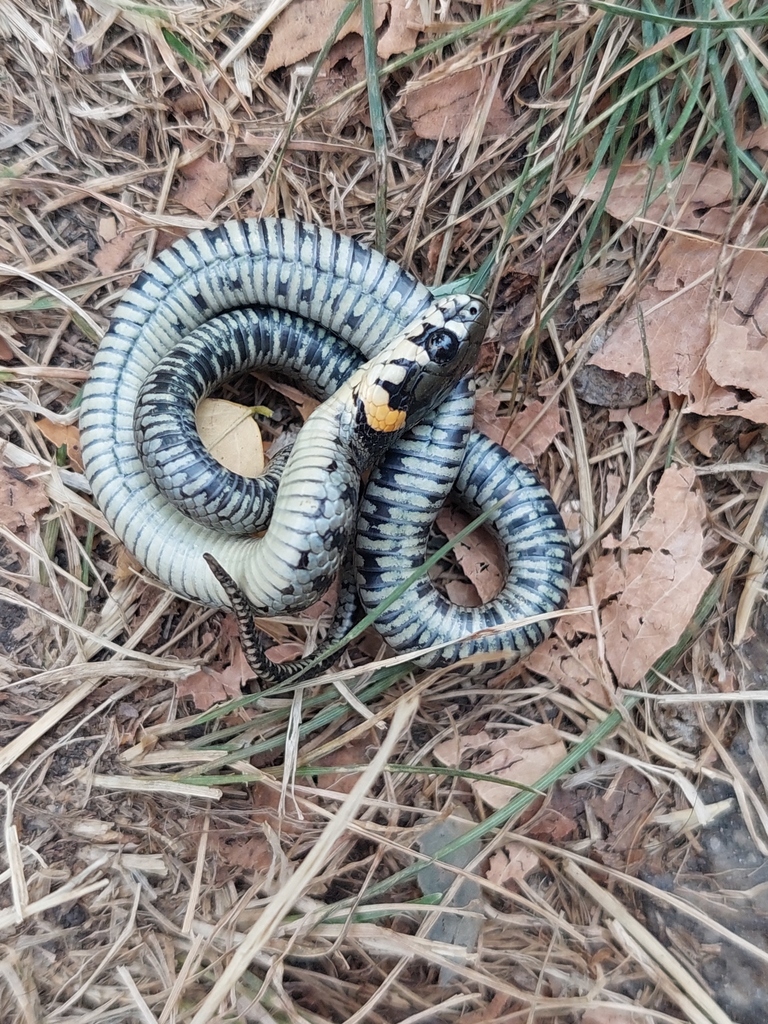grass snake from Первомайський район, Миколаївська область, Україна on ...