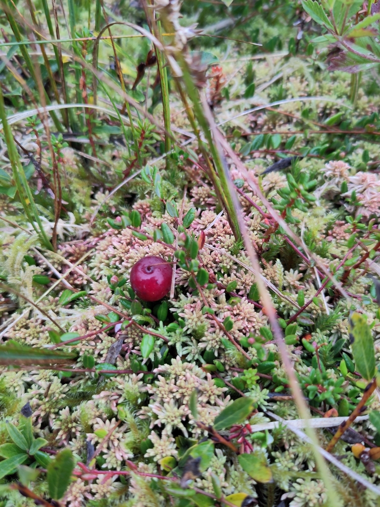 bog cranberry from Ballymena, Northern Ireland, GB on September 9, 2024 ...
