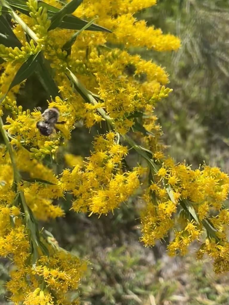 Common Eastern Bumble Bee from Waveny Park, New Canaan, CT, US on ...