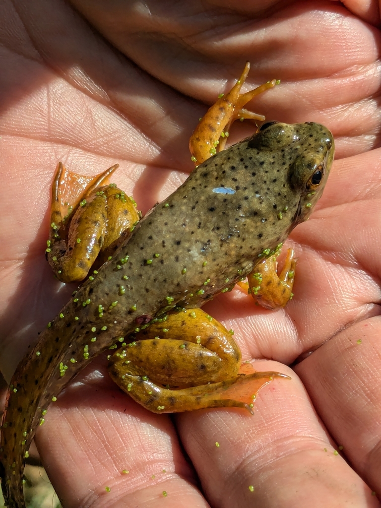 American Bullfrog from Stevenson, WA 98648, USA on September 9, 2024 at ...