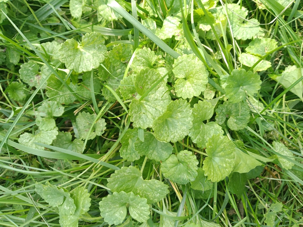 ground-ivy from Missouri Township, MO, USA on September 9, 2024 at 02: ...