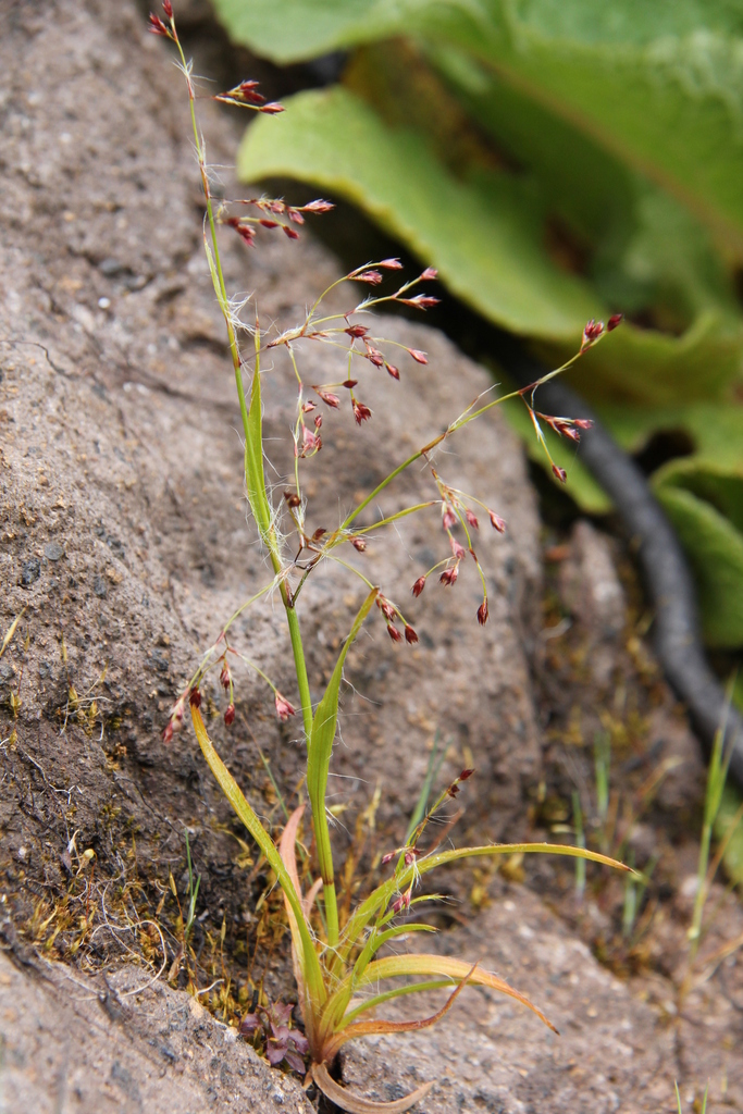 Luzula elegans (Tenerife Plants Cyperaceae, Juncaceae) · iNaturalist