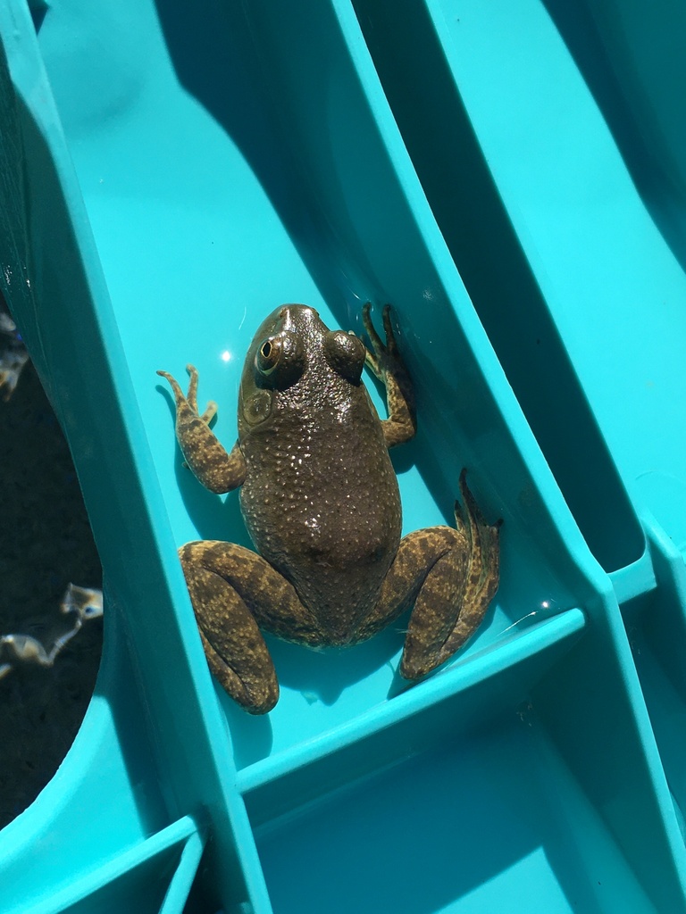 American Bullfrog from Hibiscus Ln, Castle Hills, TX, US on September 8 ...