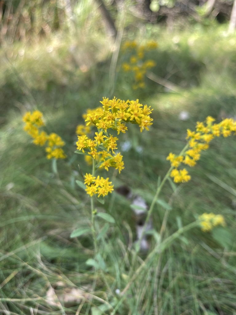 Hairy Goldenrod from Long Lake, Detroit Lakes, MN, US on September 9 ...