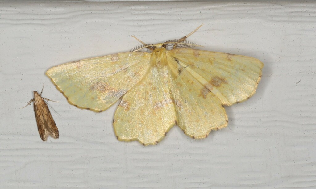 Crocus Geometer Moths from Mont-Joli, QC, Canada, 1101 rue Lussier on ...