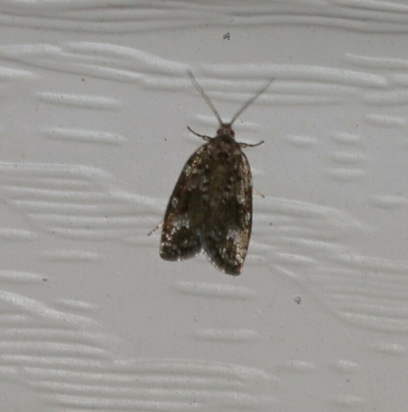 Spruce Budworm Moth from Mont-Joli, QC, Canada, 1101 rue Lussier on ...